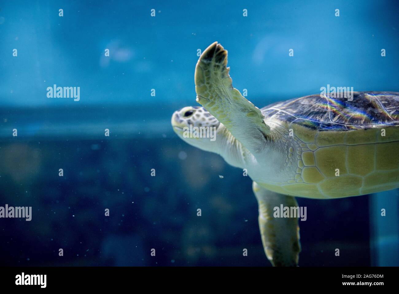 Closeup shot of a loggerhead sea turtle underwater with a blurred ...
