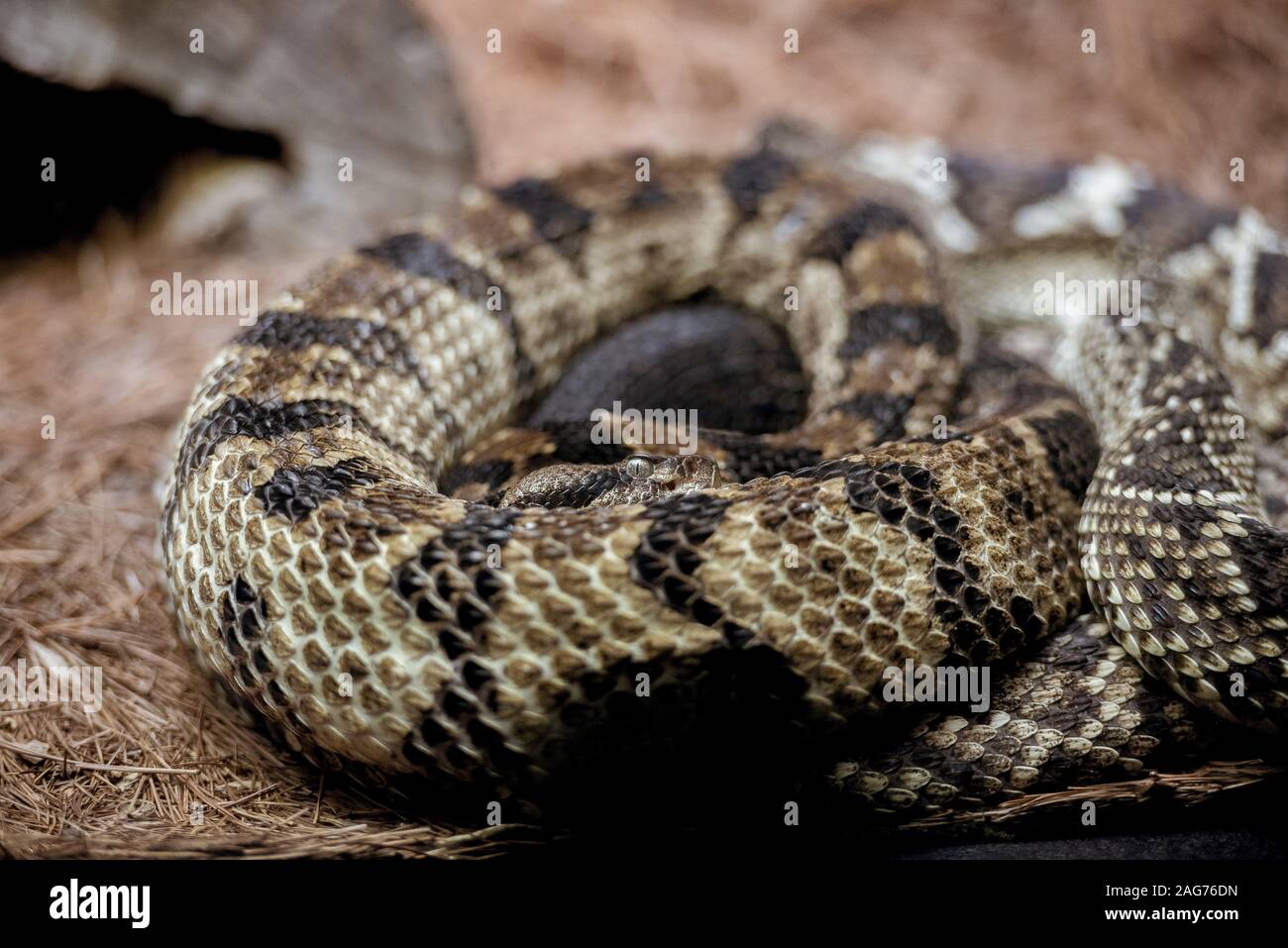 Closeup shot of a snake looking at the camera with a blurred background ...