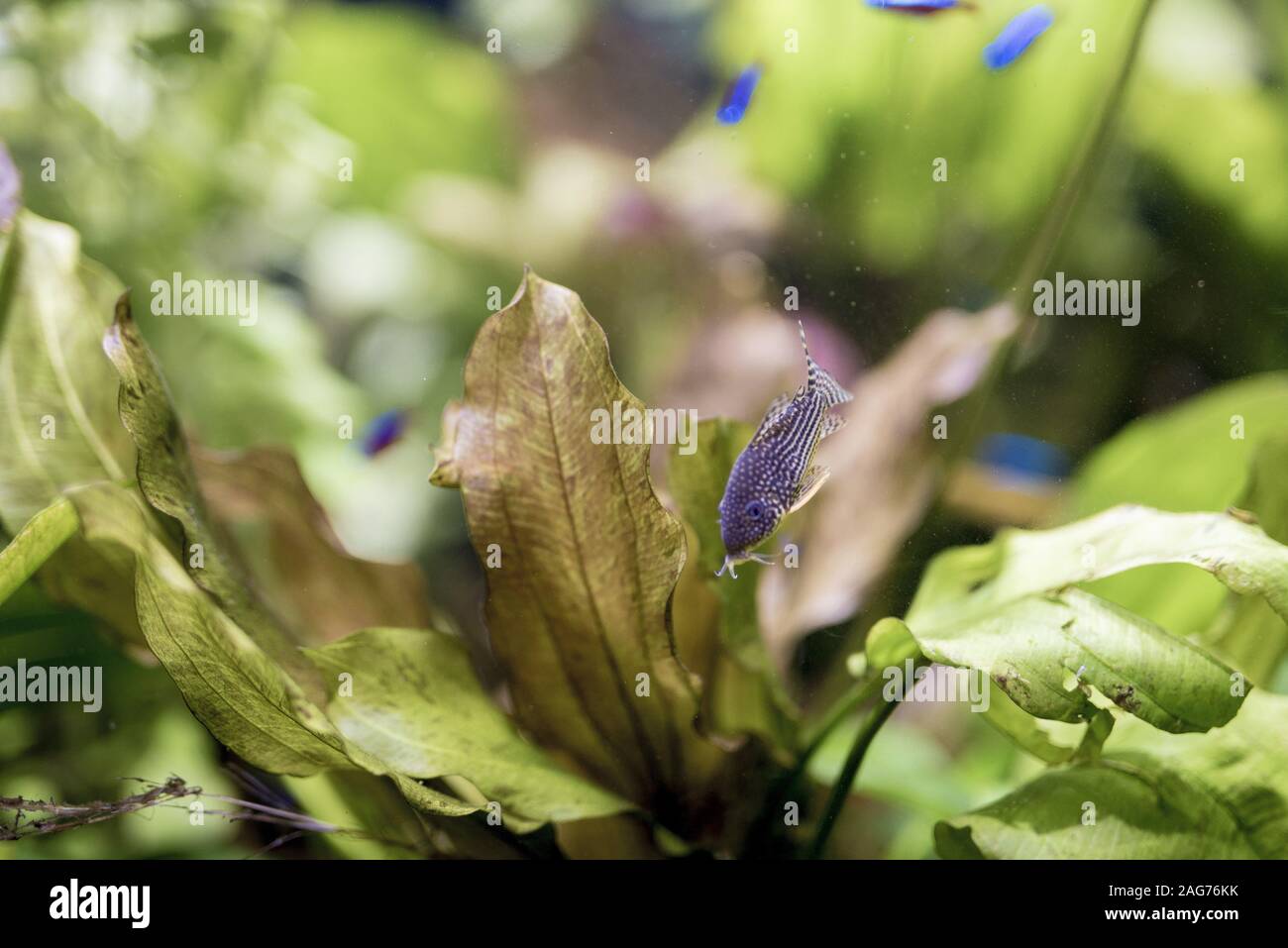 Underwater shot little fish swimming hi-res stock photography and ...