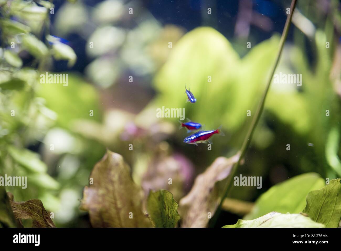 Underwater nature little fishes swimming hi-res stock photography and ...