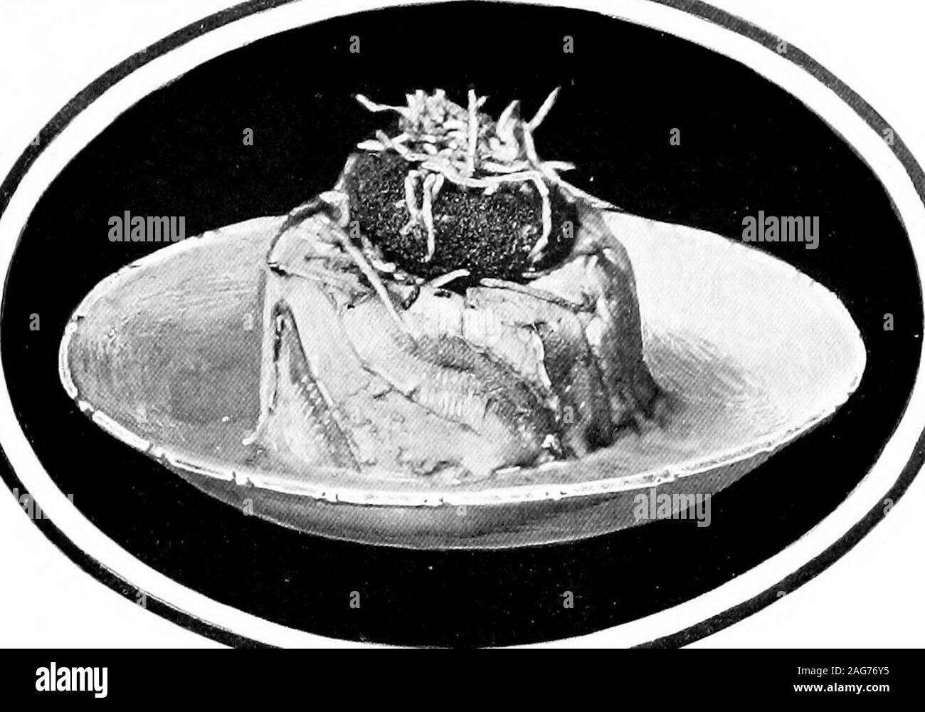 Boiled cream Black and White Stock Photos & Images - Alamy