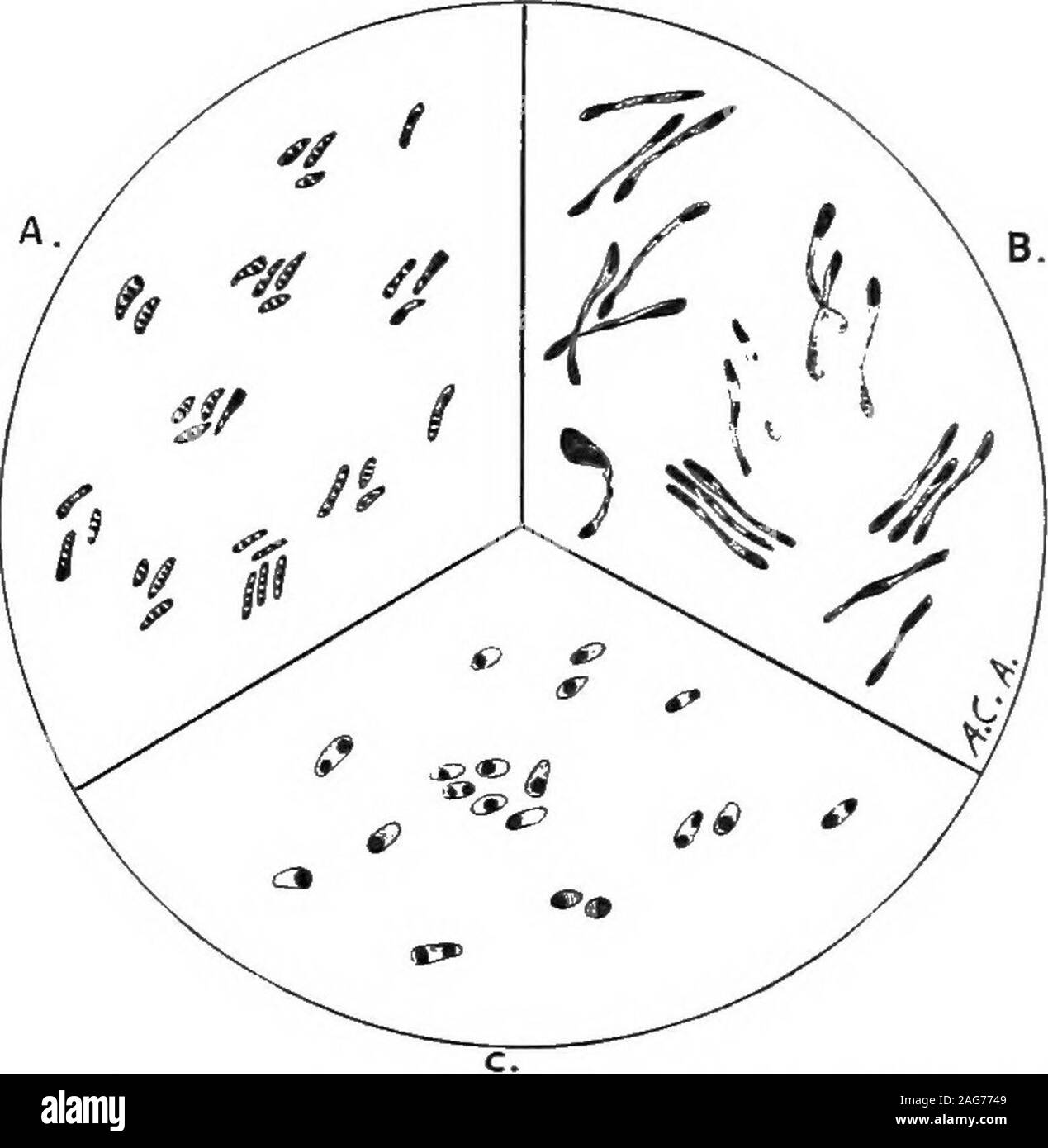 Nutrient agar medium Black and White Stock Photos & Images - Alamy