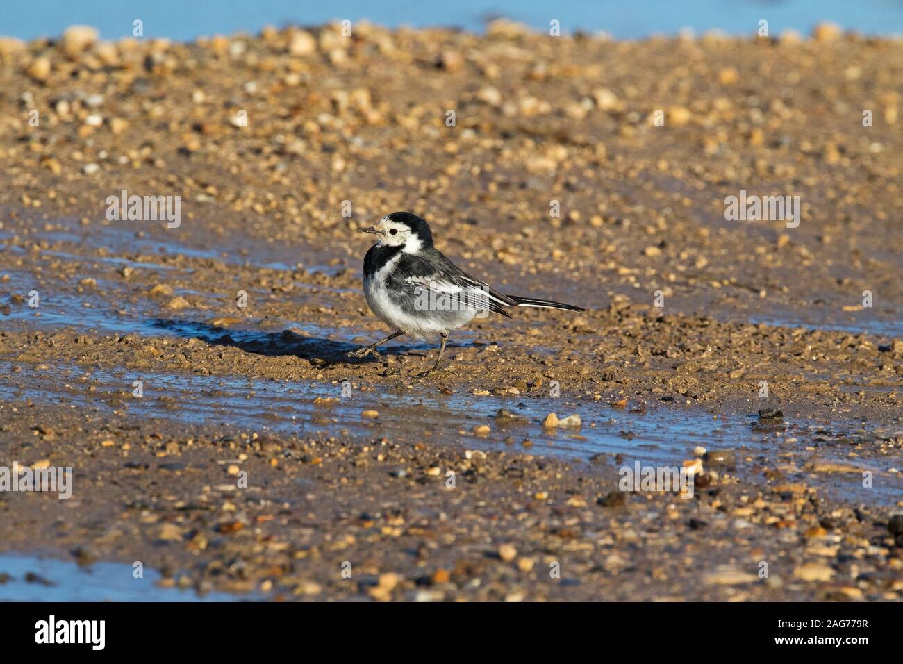 Female pied wagtail winter hi-res stock photography and images - Alamy