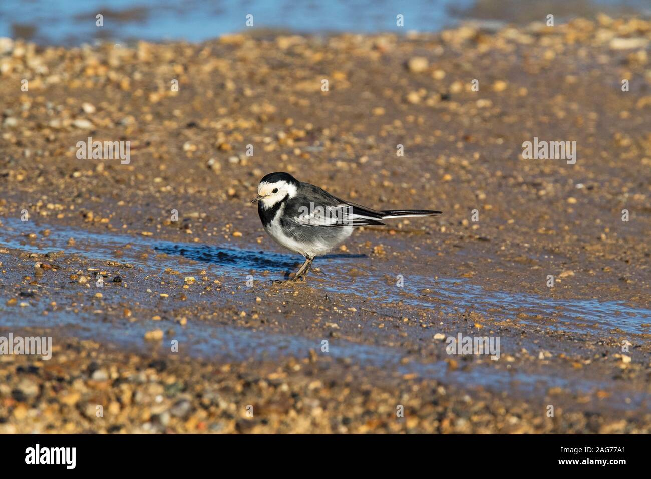 Female pied wagtail winter hi-res stock photography and images - Alamy