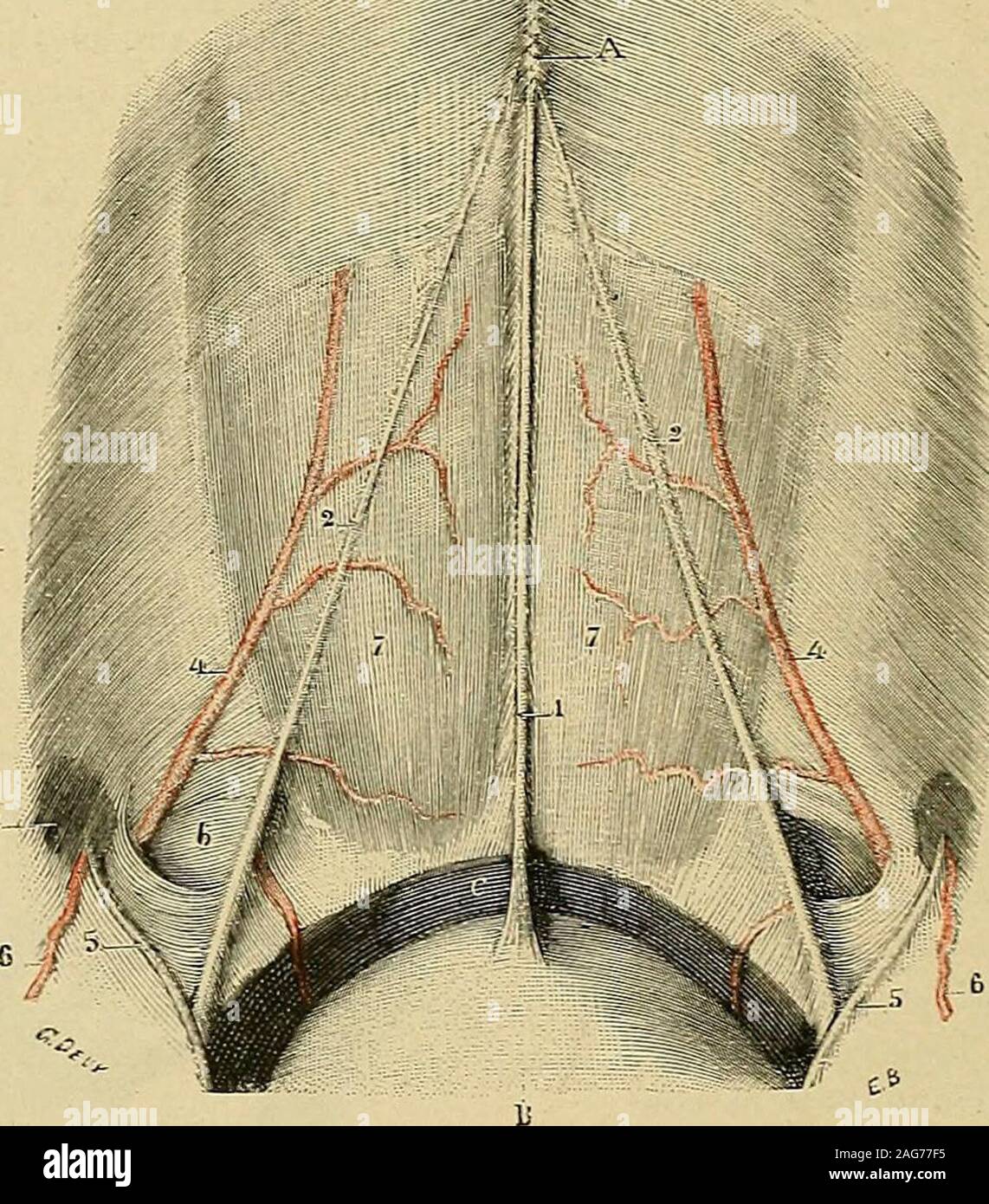 Fascia transversalis hi-res stock photography and images - Alamy
