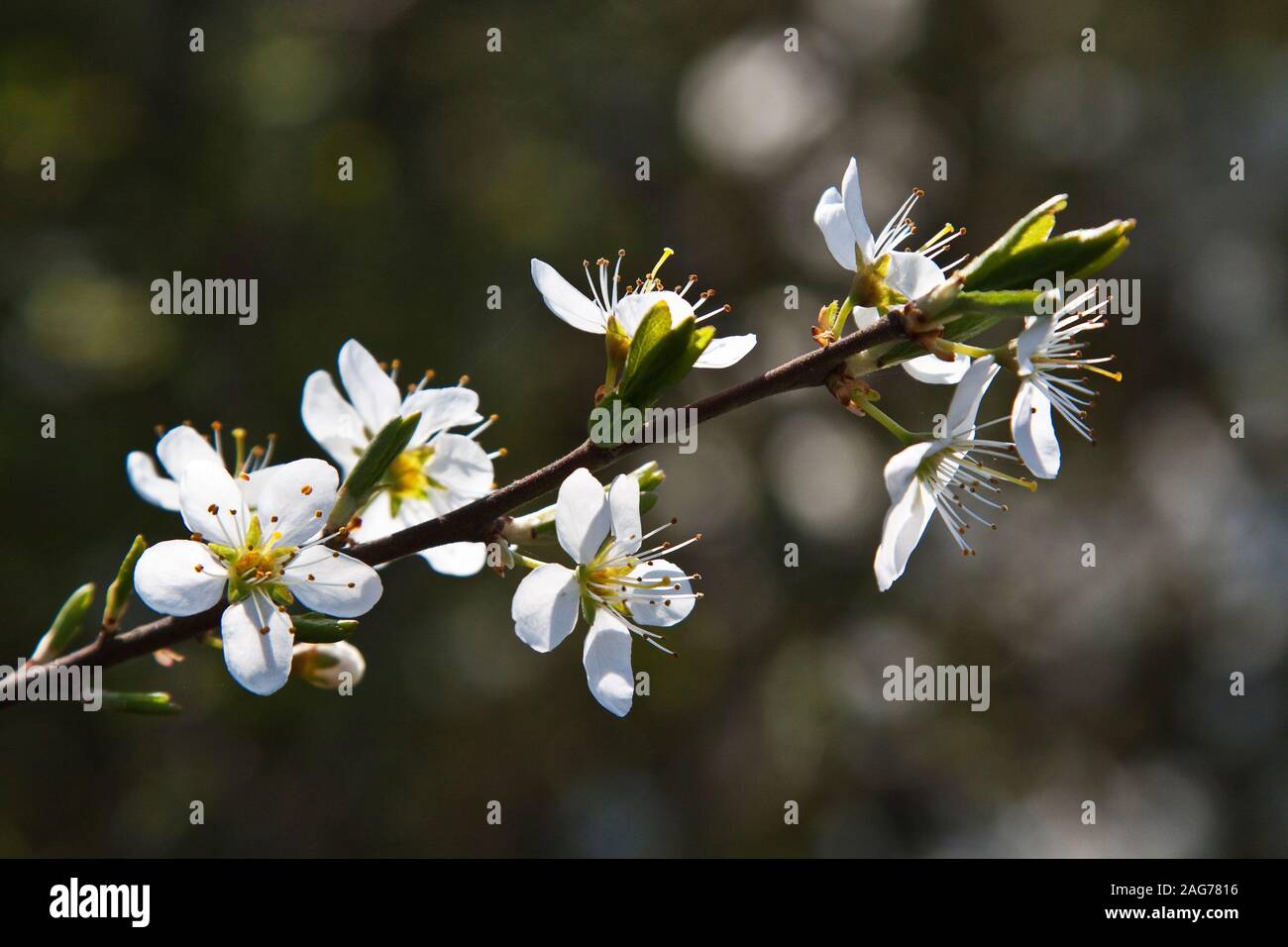 White flowers of a blackthorn bush Stock Photo - Alamy