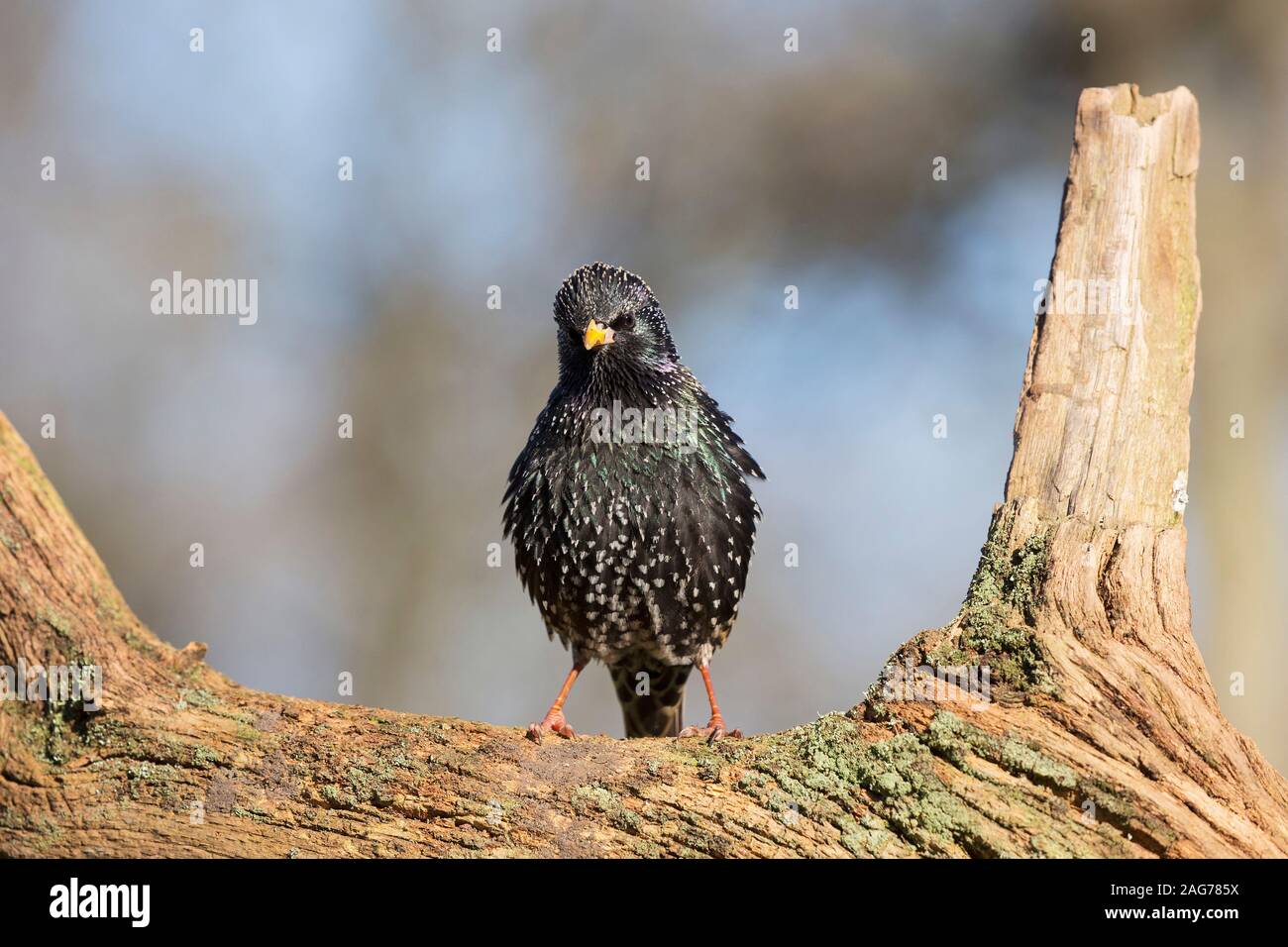 Female common starling hi-res stock photography and images - Alamy
