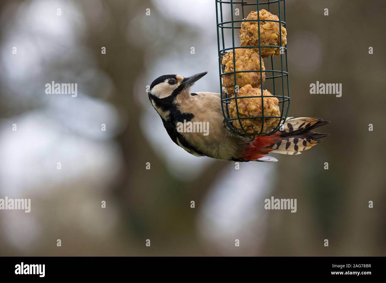 Fat ball bird hi-res stock photography and images - Alamy