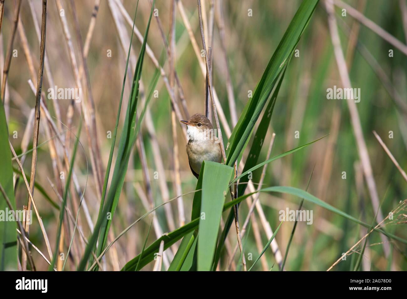 European reed warbler Acrocephalus scirpaceus amongst Common reed ...
