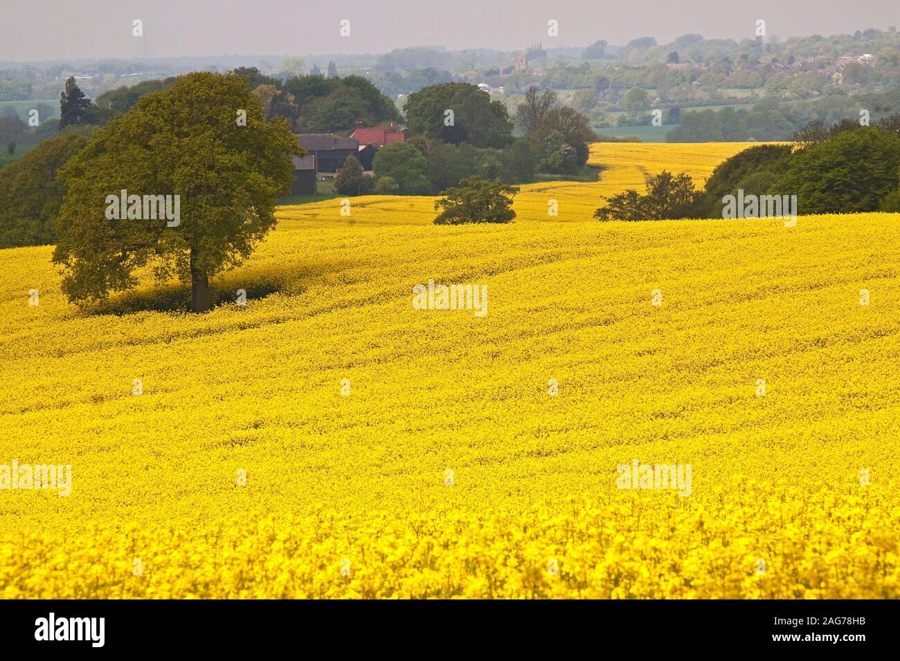 Fields of oil seed rape, Canola Stock Photo - Alamy
