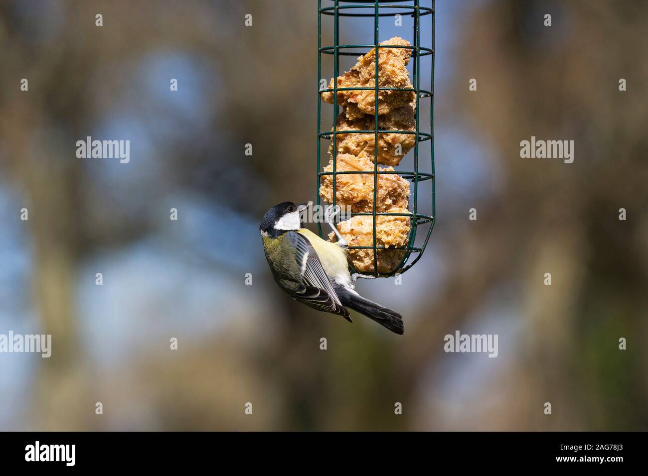 Great tit Parus major at a fat ball feeder in a garden, Crow, Ringwood ...