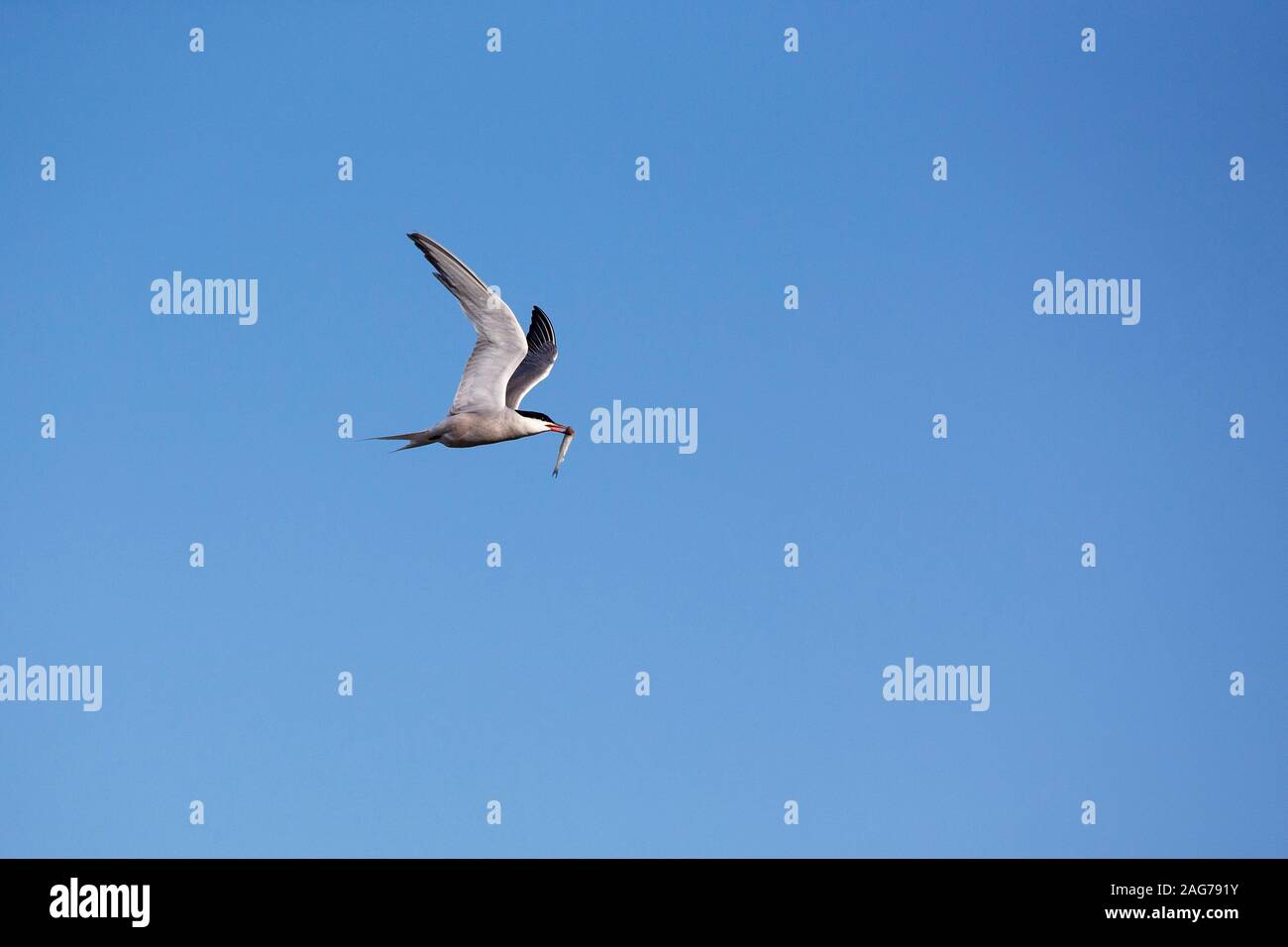 Common tern Sterna hirundo adult in flight with a fish, Snettisham RSPB ...