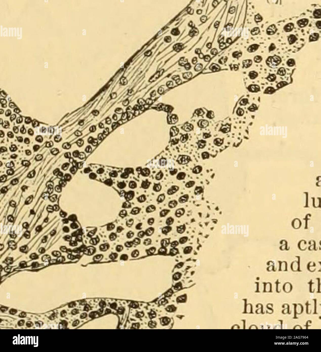 . A Reference handbook of the medical sciences : embracing the entire ...