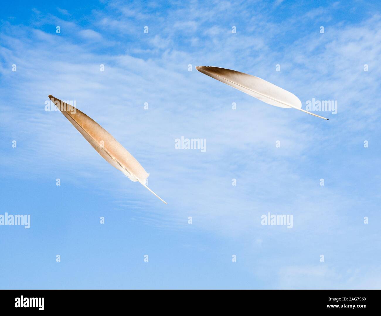 Two falling feathers Stock Photo - Alamy