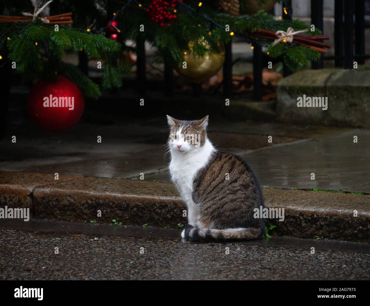Larry the cat chief mouser to the treasury hi-res stock photography and ...