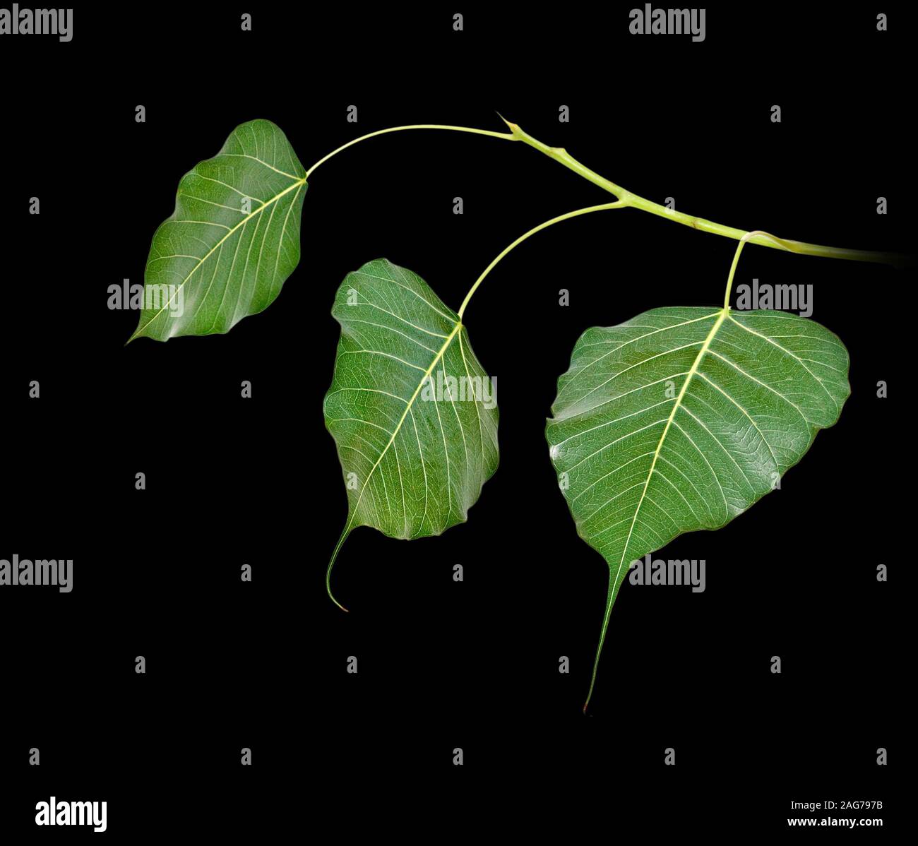Tree branch isolated on black background Stock Photo - Alamy