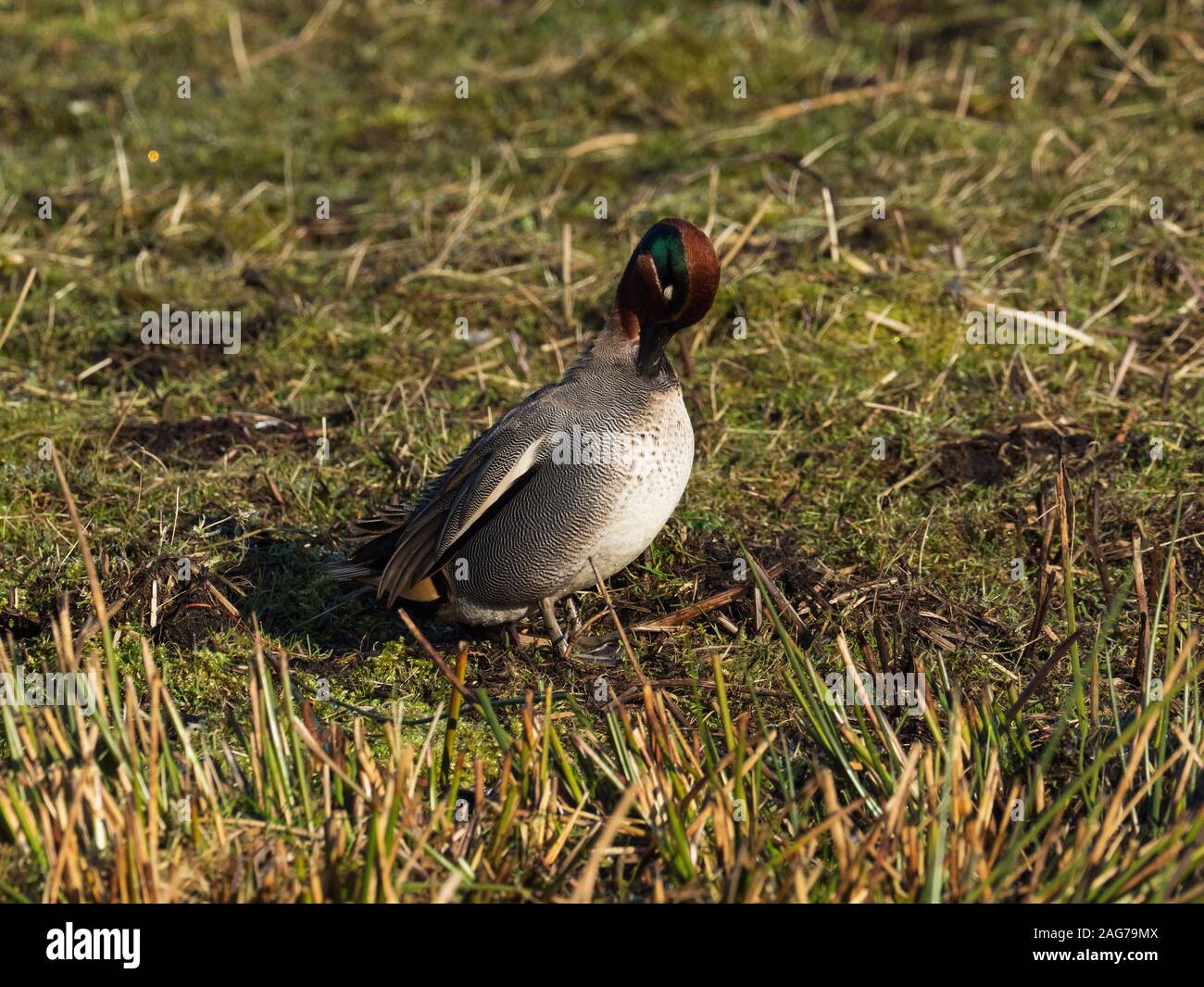 Common teal Anas crecca male preening on a grassy bank, Greylake RSPB ...
