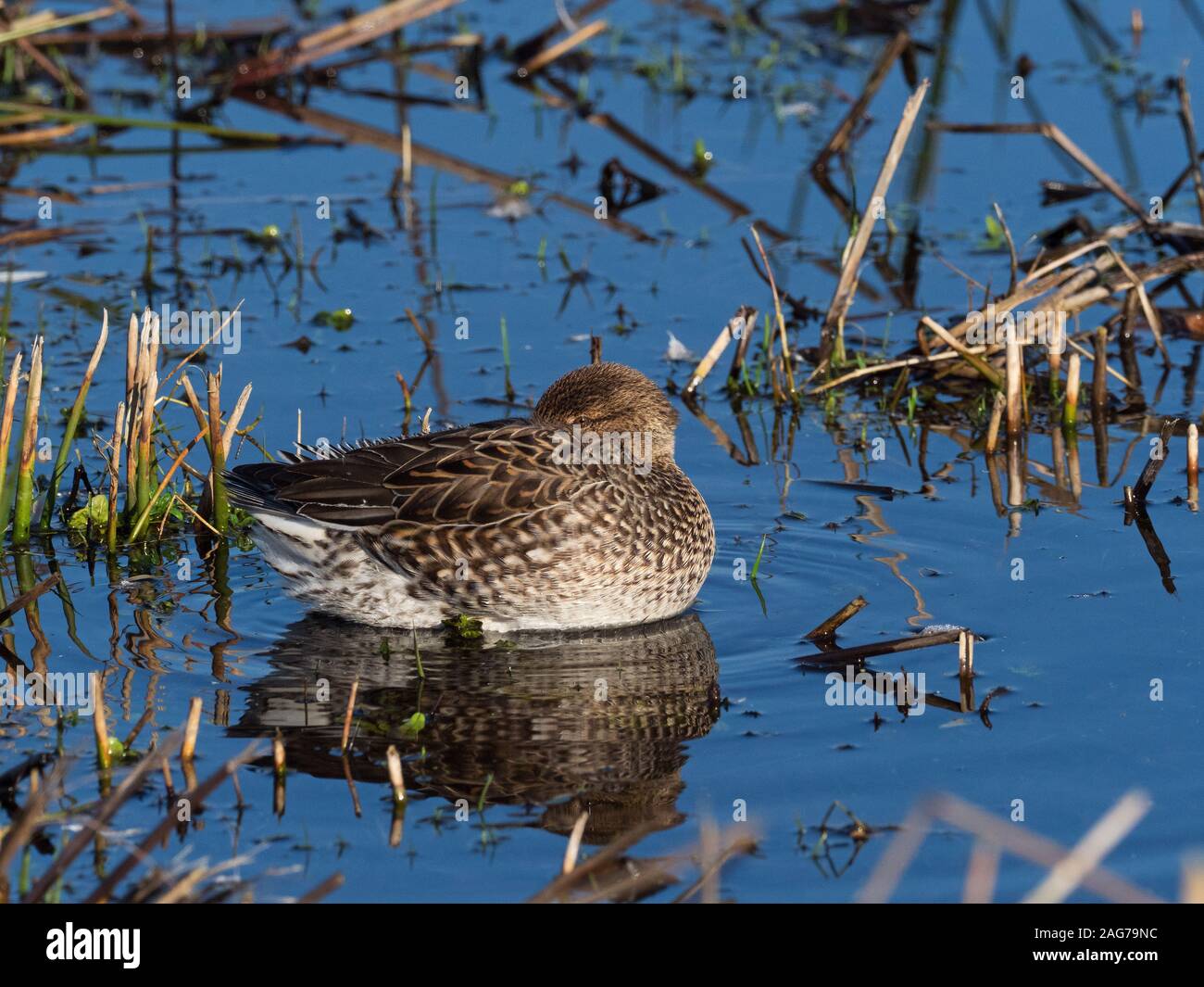 Common teal Anas crecca female asleep amongst rushes in a pool ...