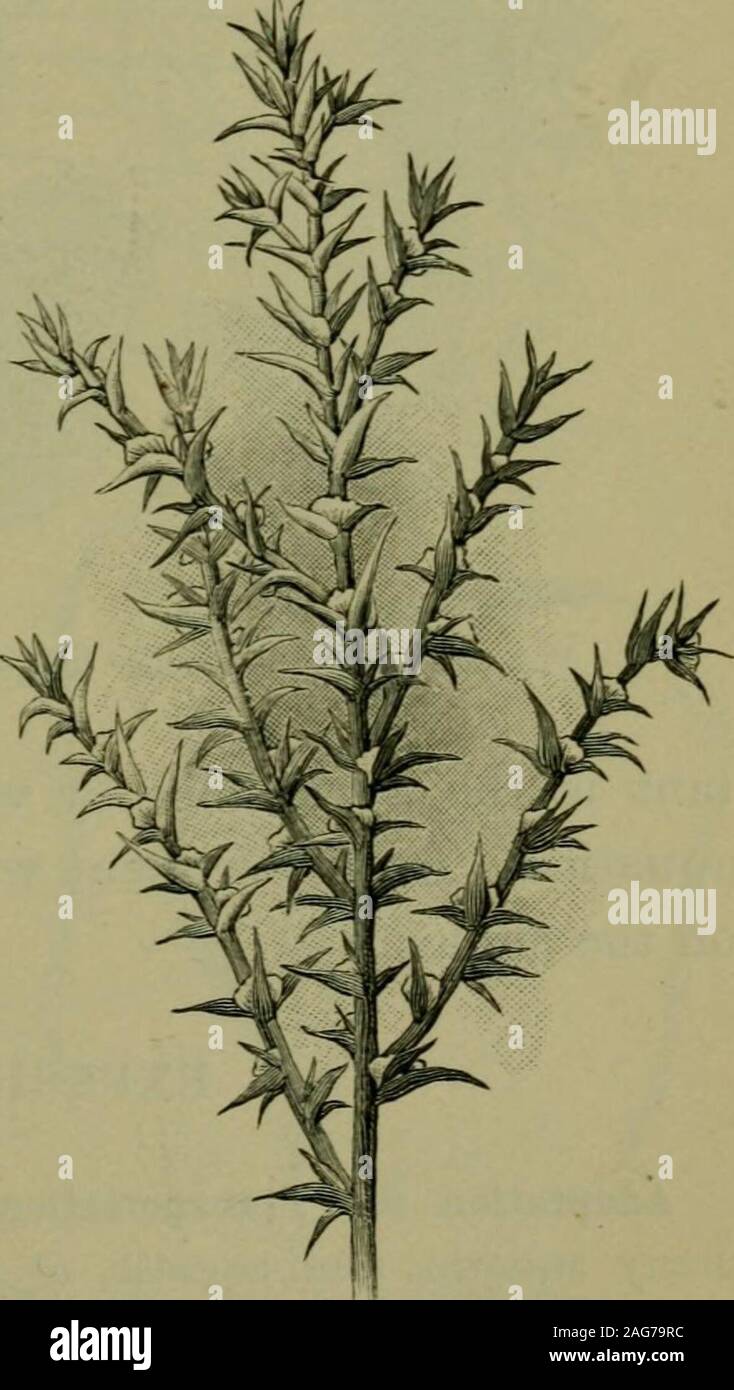 Russianthistle hi-res stock photography and images - Alamy