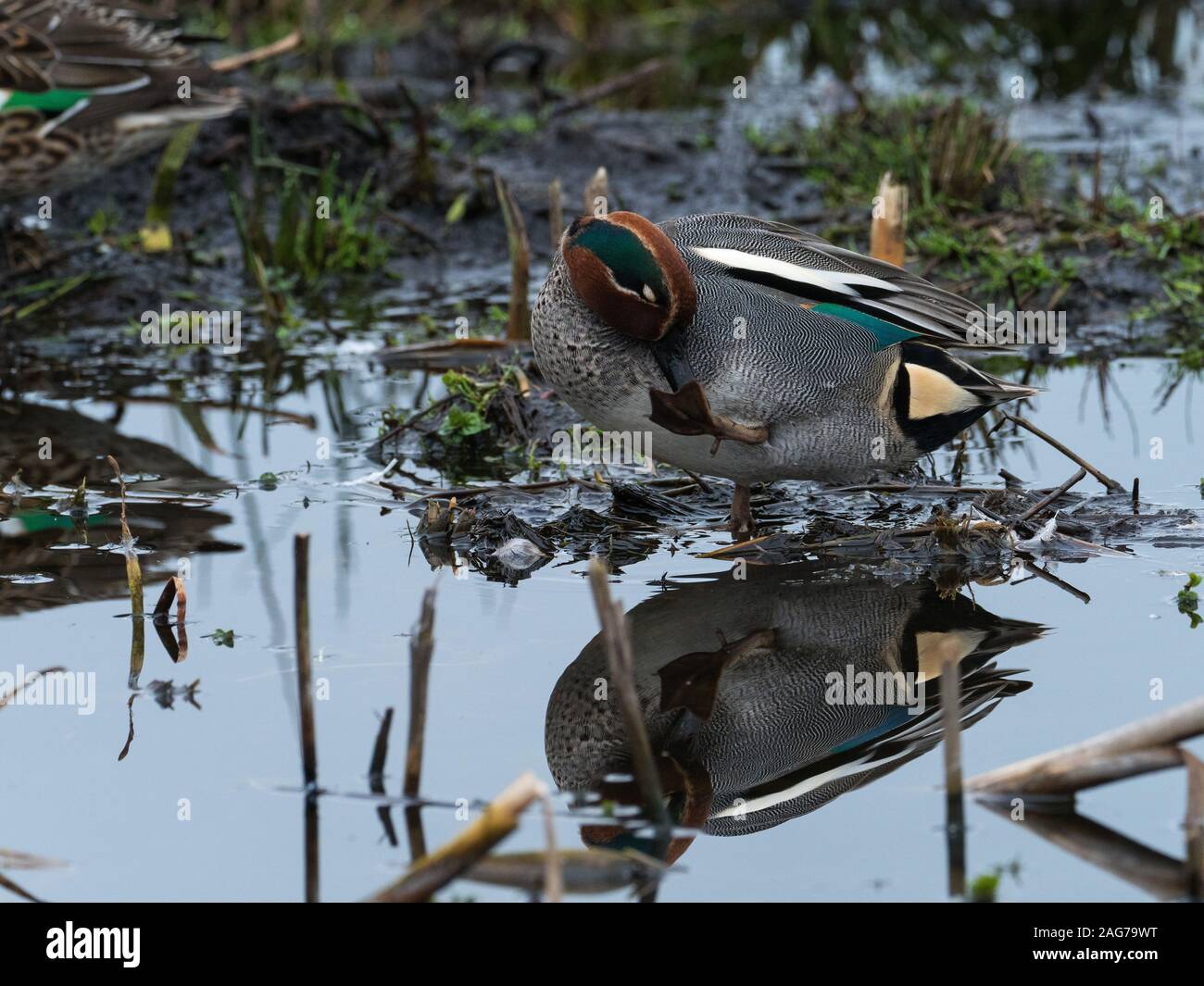 Common teal Anas crecca male preening, Greylake RSPB Reserve, near ...