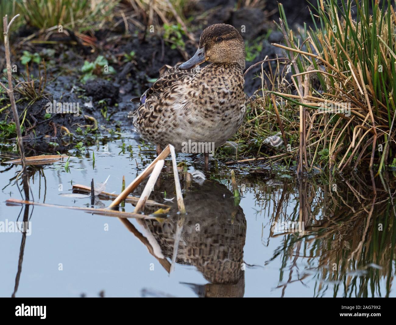 Common teal Anas crecca female at the edge of a pool, Greylake RSPB ...
