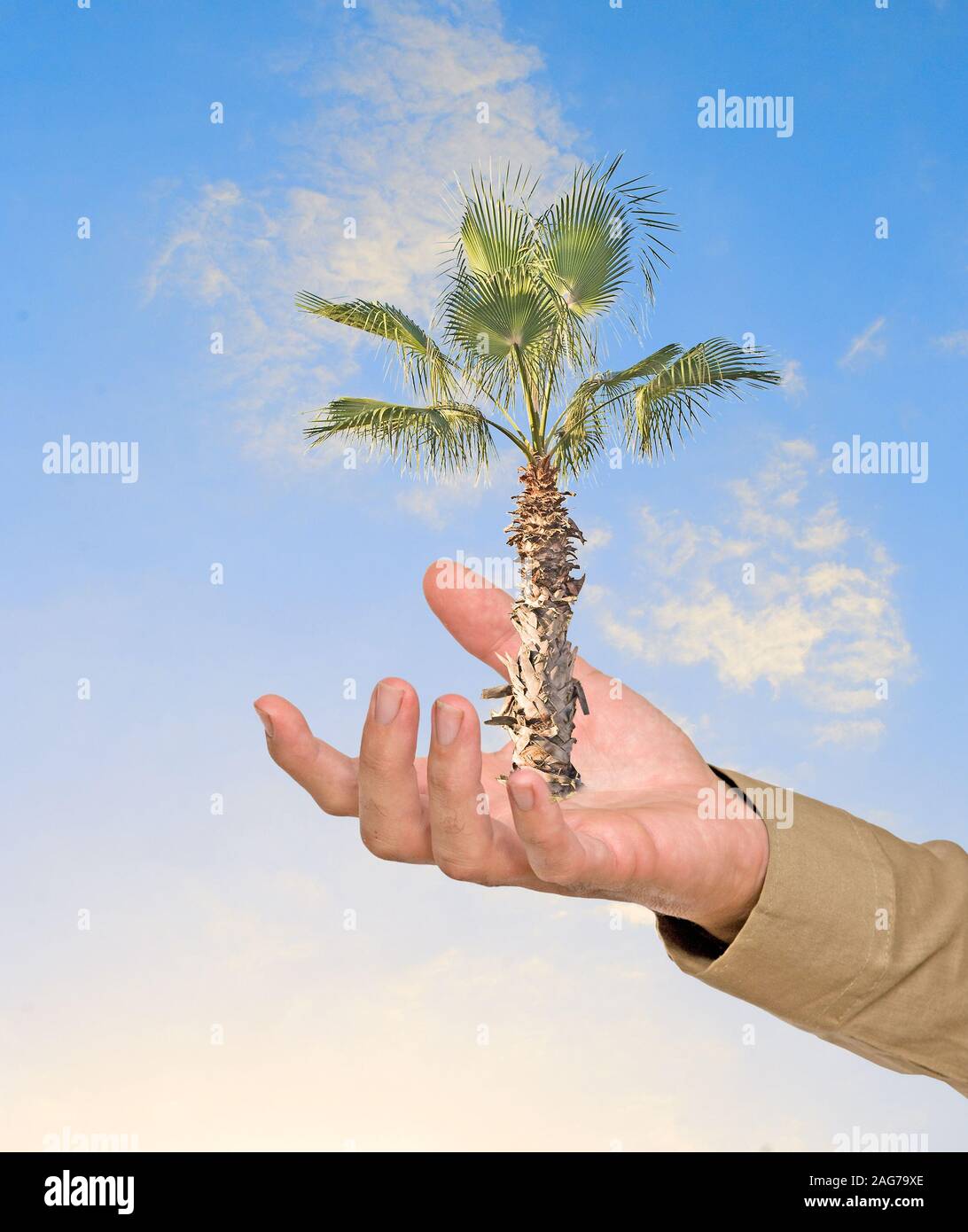 Palm in hand Stock Photo - Alamy