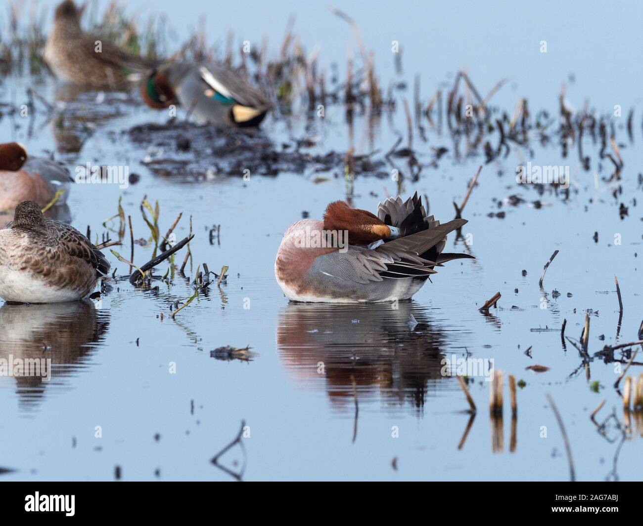 Eurasian wigeon Anas penelope preening, Greylake RSPB Reserve, near ...