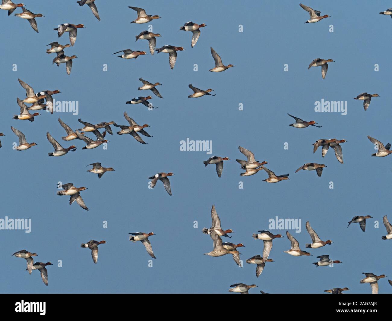 Eurasian wigeon Anas penelope, flock in flight over Greylake RSPB ...