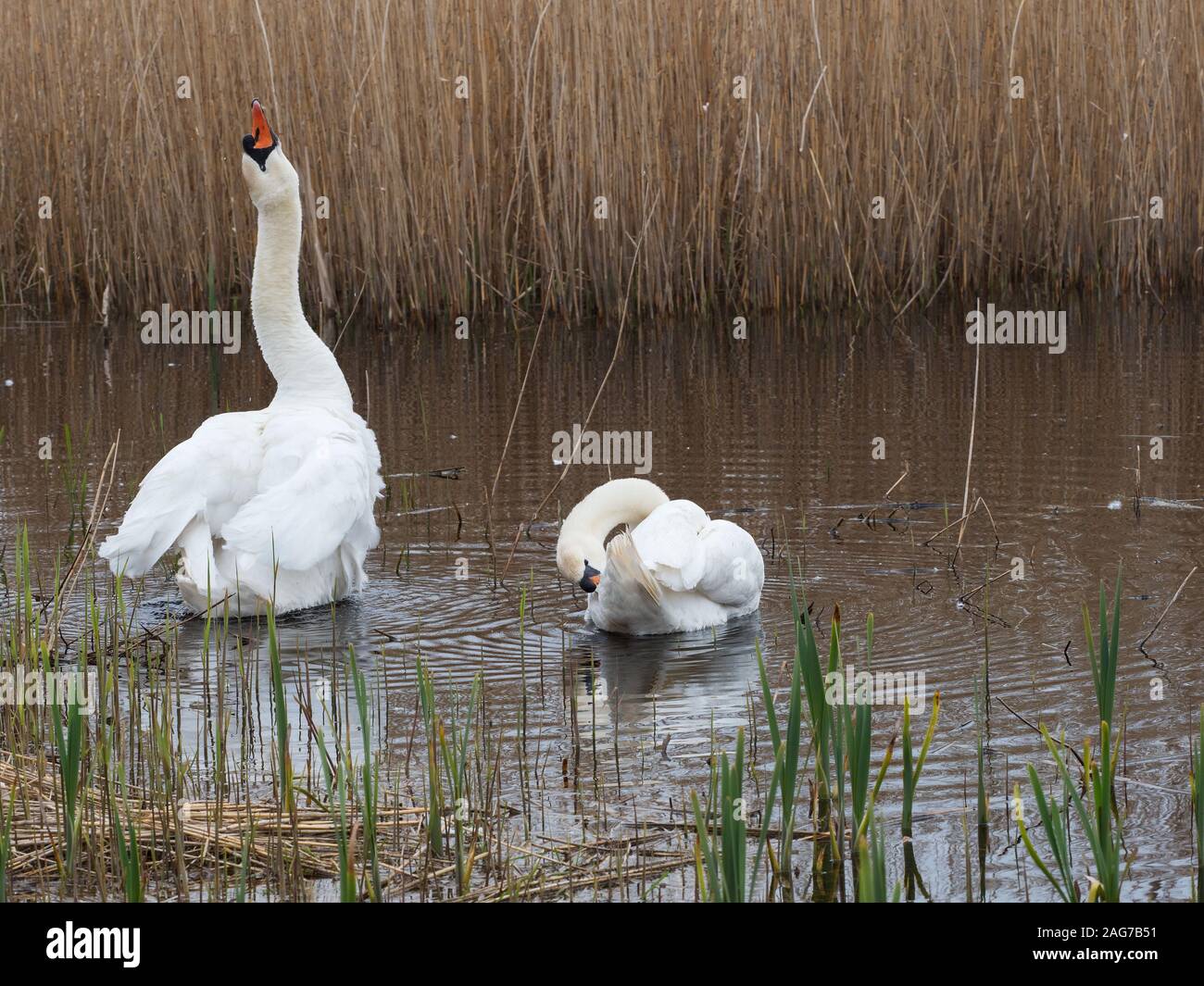 Mute swan Cygnus olor pair in a reedbed pool preening, Greylake RSPB ...