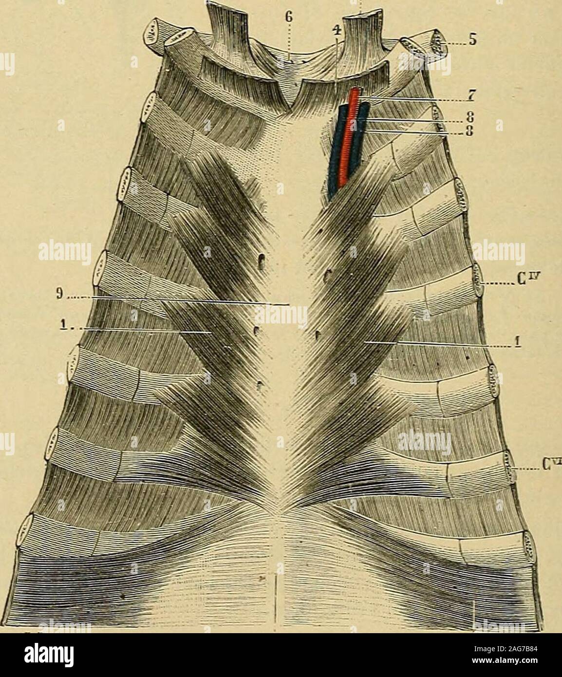 Anatomie thorax hi-res stock photography and images - Alamy