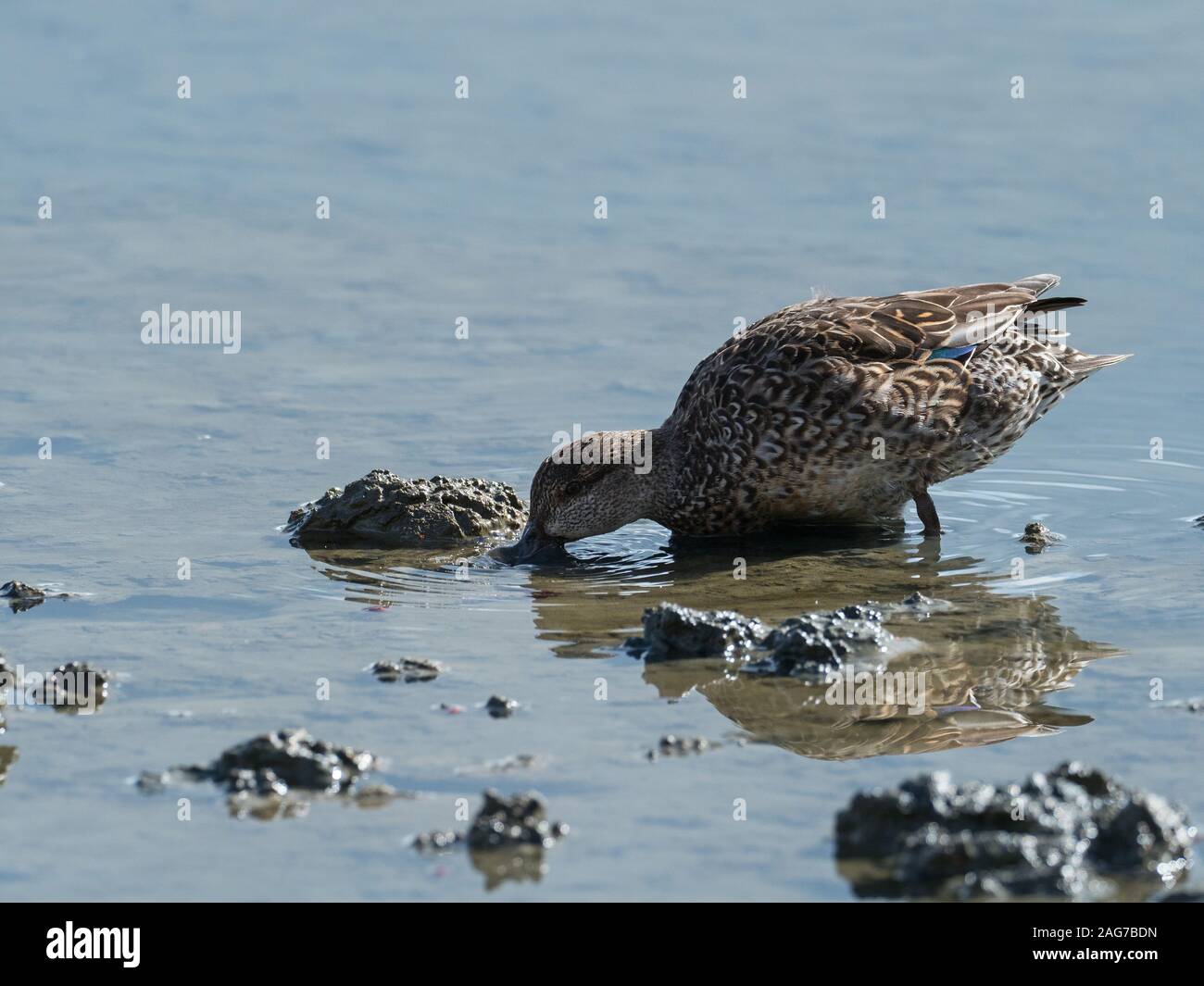 Female teal duck anas hi-res stock photography and images - Alamy