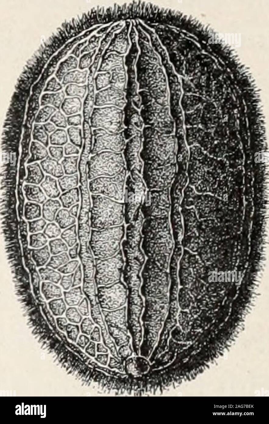 . Ants; their structure, development and behavior. slater, Platyarthrus ...