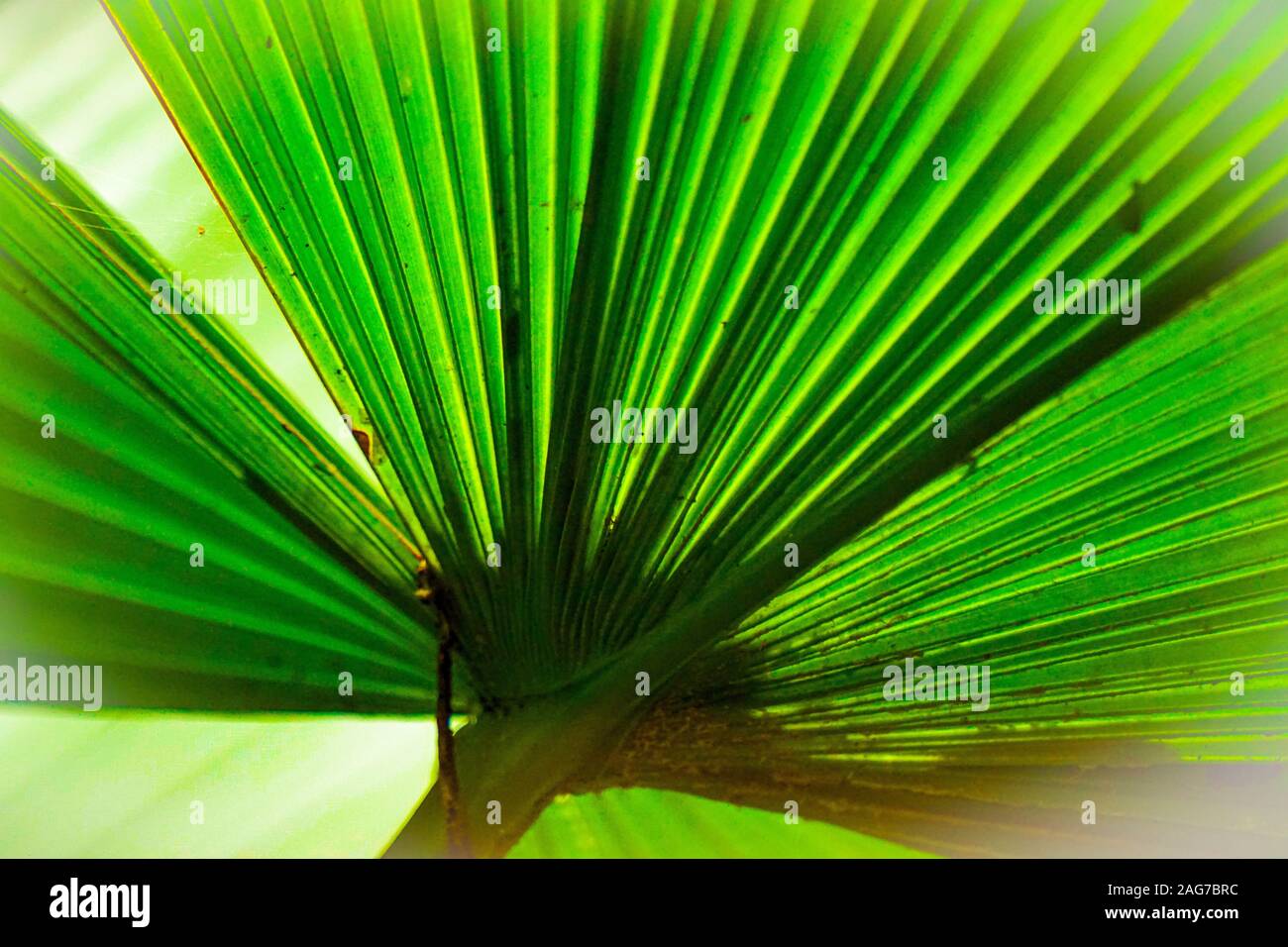 Closeup shot of the fan-shaped big green leaf of an exotic plant Stock ...