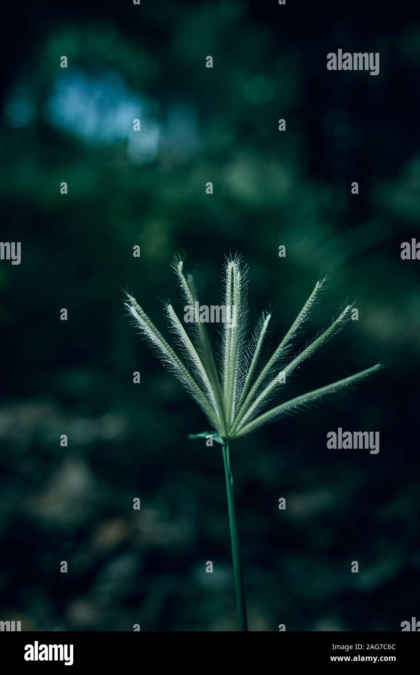 Wild grass in nature tropical rainforest Stock Photo - Alamy