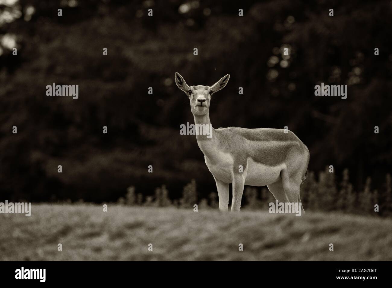 Grayscale selective focus shot of a white-tailed deer observing the ...