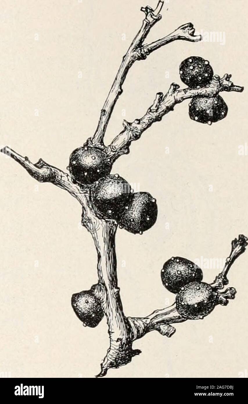 Friable soil structure hi-res stock photography and images - Alamy