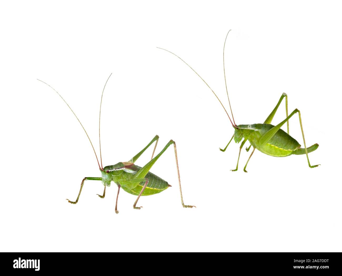 Ovipositor katydid closeup Cut Out Stock Images & Pictures - Alamy