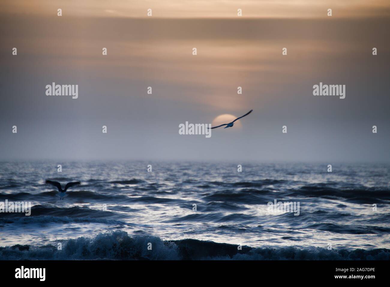 Beautiful scenery of a bird flying over the ocean during sunset ...