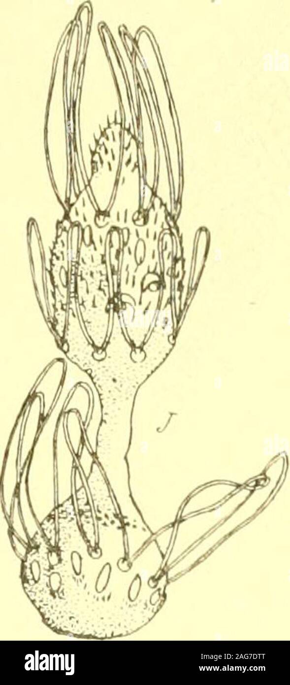 . Report of the State Entomologist on injurious and other insects of ...