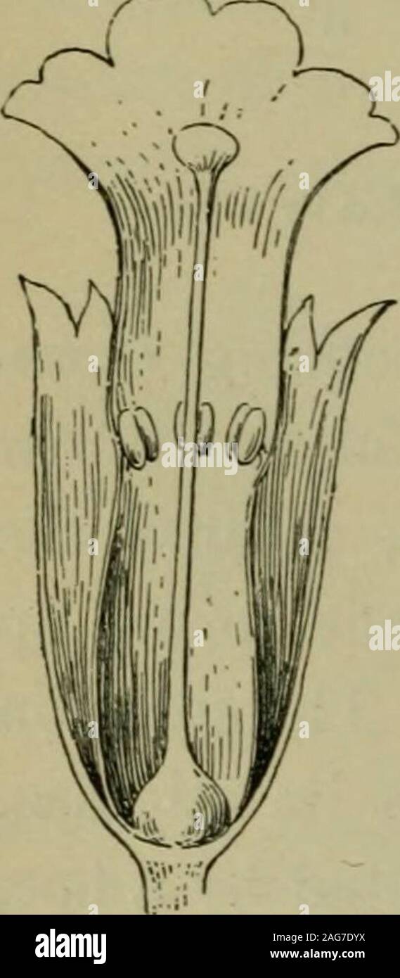 Stigma cells hi-res stock photography and images - Alamy