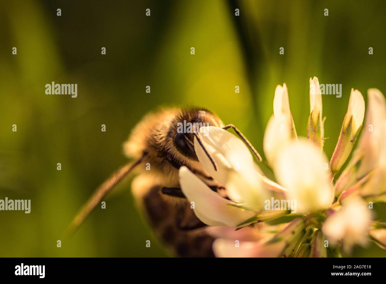 Collecting wild animals hi-res stock photography and images - Alamy