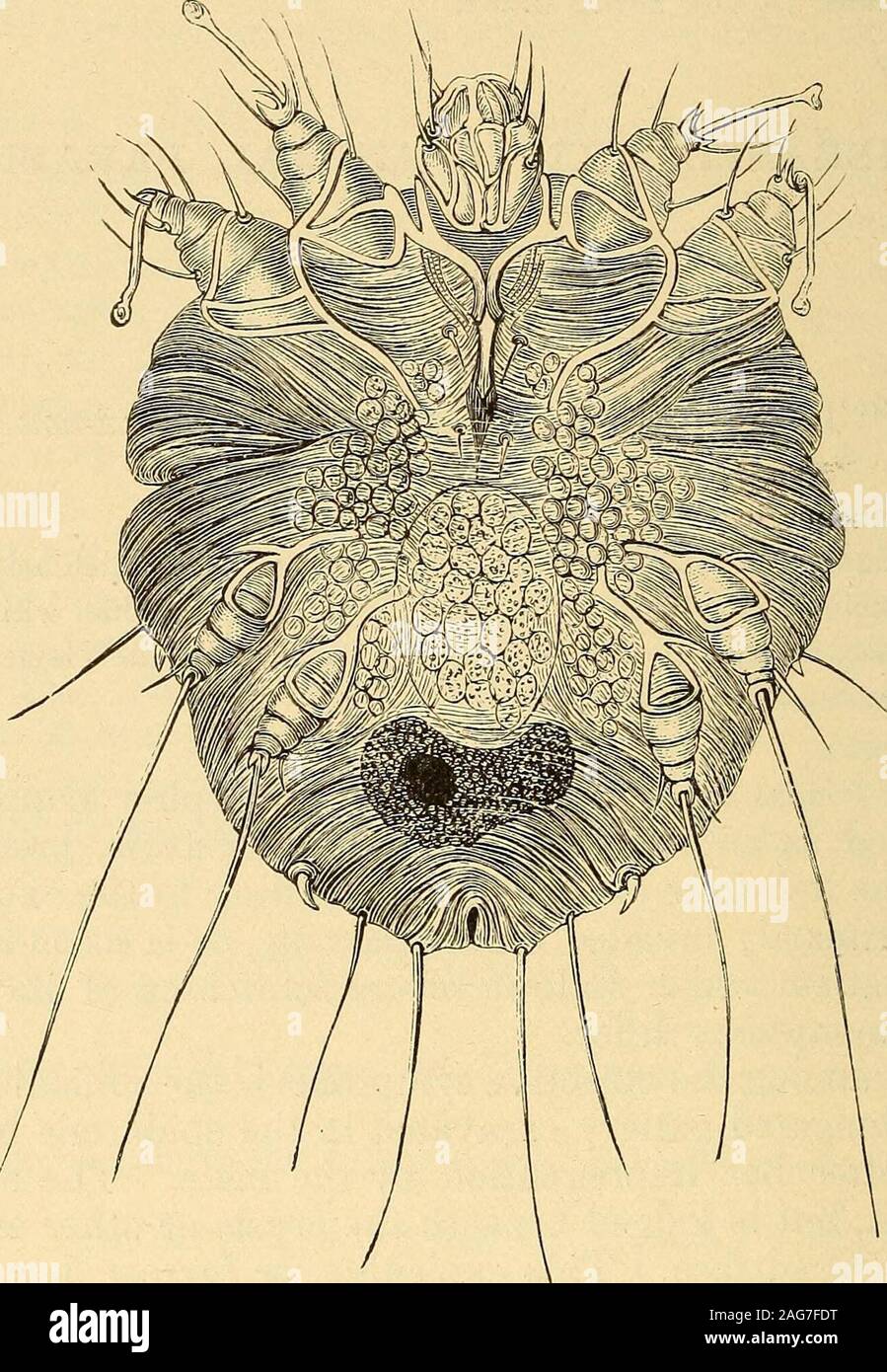 Scabies eggs hi-res stock photography and images - Alamy