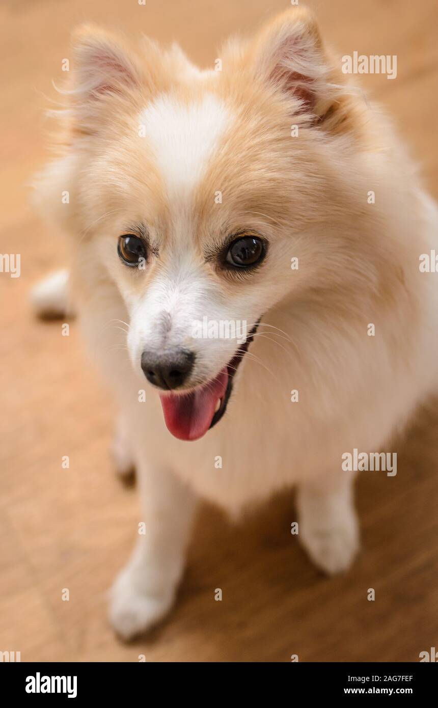 Spitz klein hi-res stock photography and images - Alamy