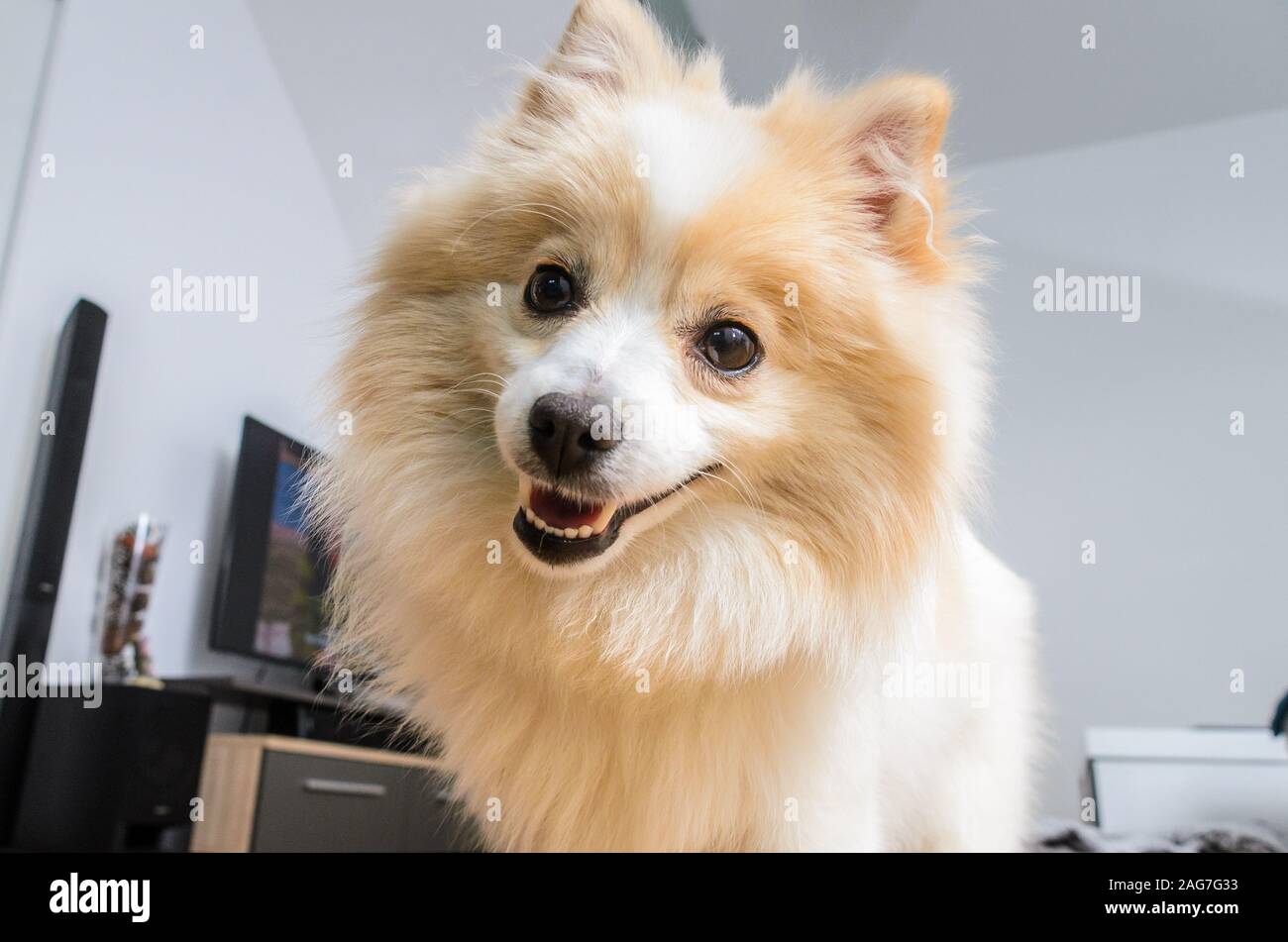 Dog german spitz klein stands in leaving room looking towards camera ...