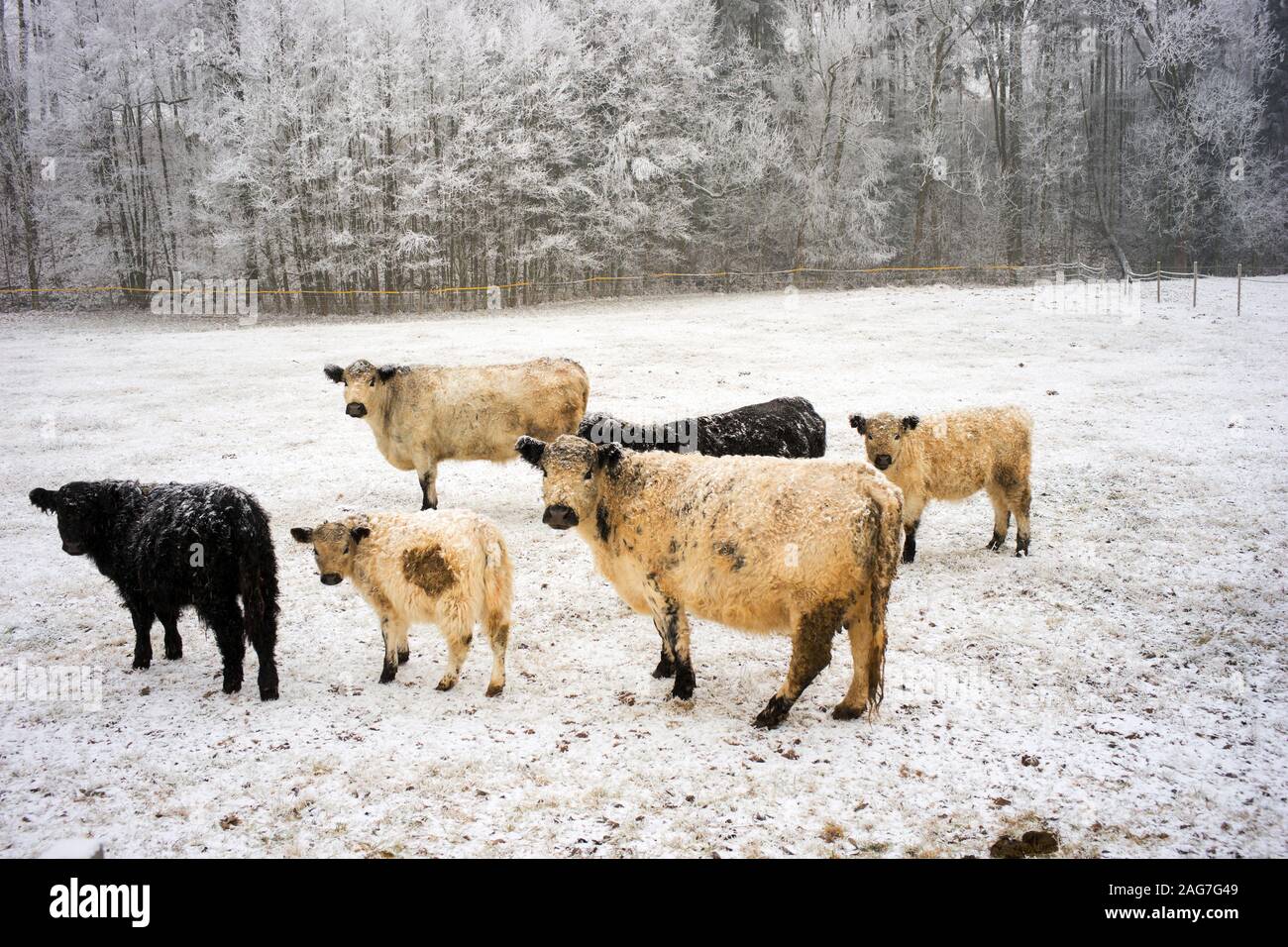 Curly cow hi-res stock photography and images - Alamy