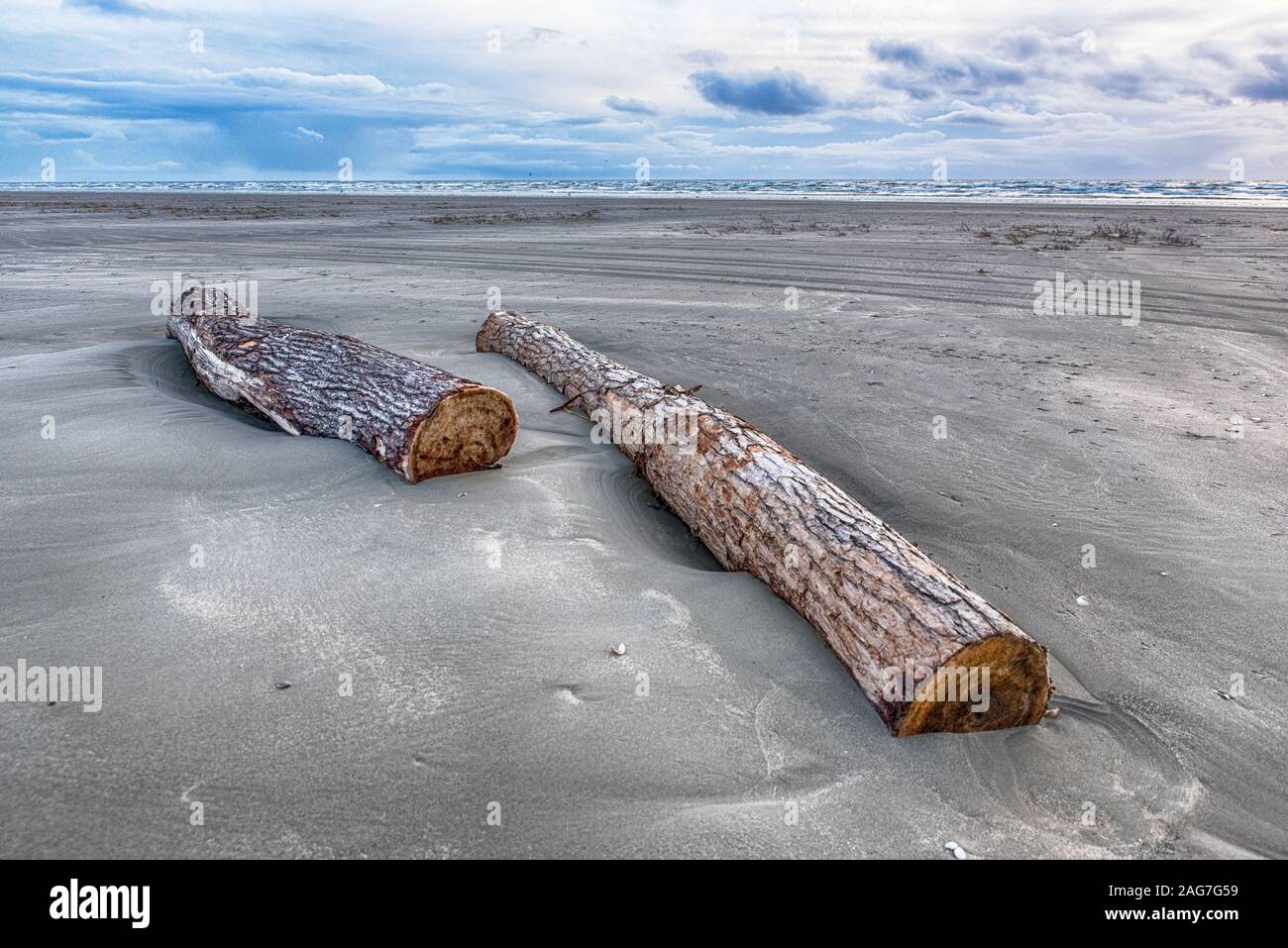 Beautiful shot of tree logs laying in sand at the beach under the ...