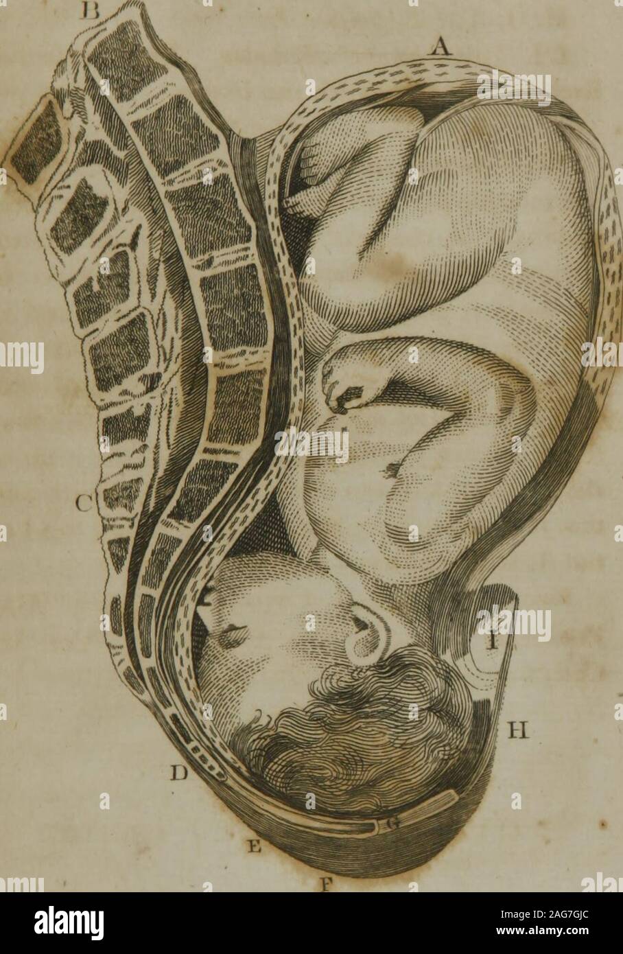 . A set of anatomical tables, with explanations, and an abridgment of ...