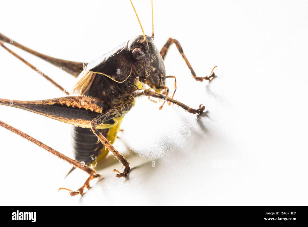 Large brown grasshopper locust closeup on a white background Stock ...