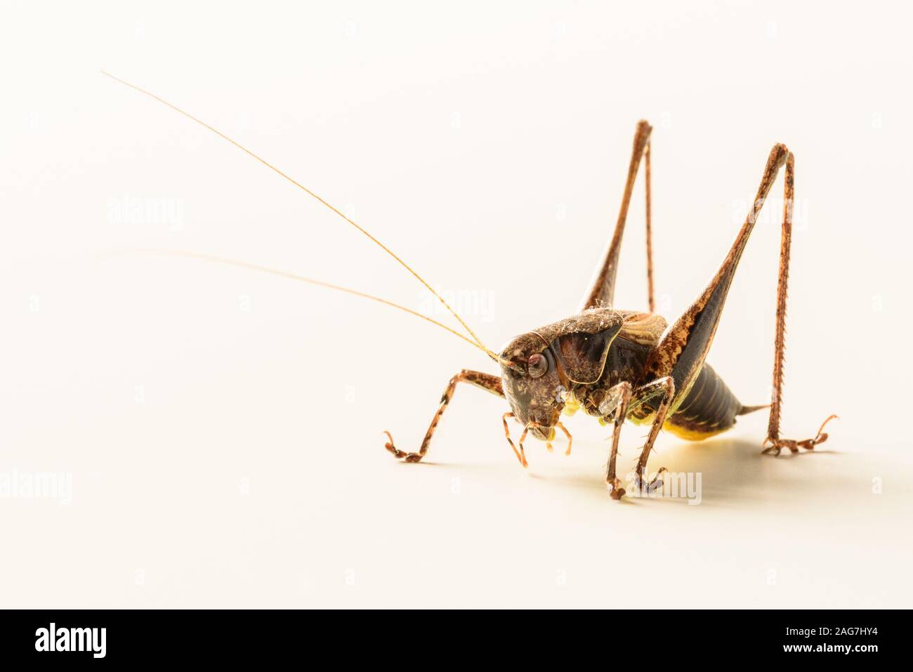 Large brown grasshopper locust closeup on a white background Stock ...