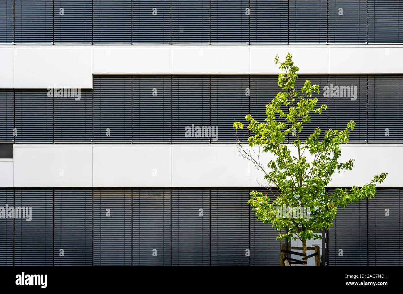 Single green tree in front of a white and gray building - great for a ...